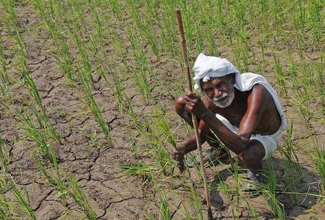 About Us | Agriculture Development Organization (ADO)